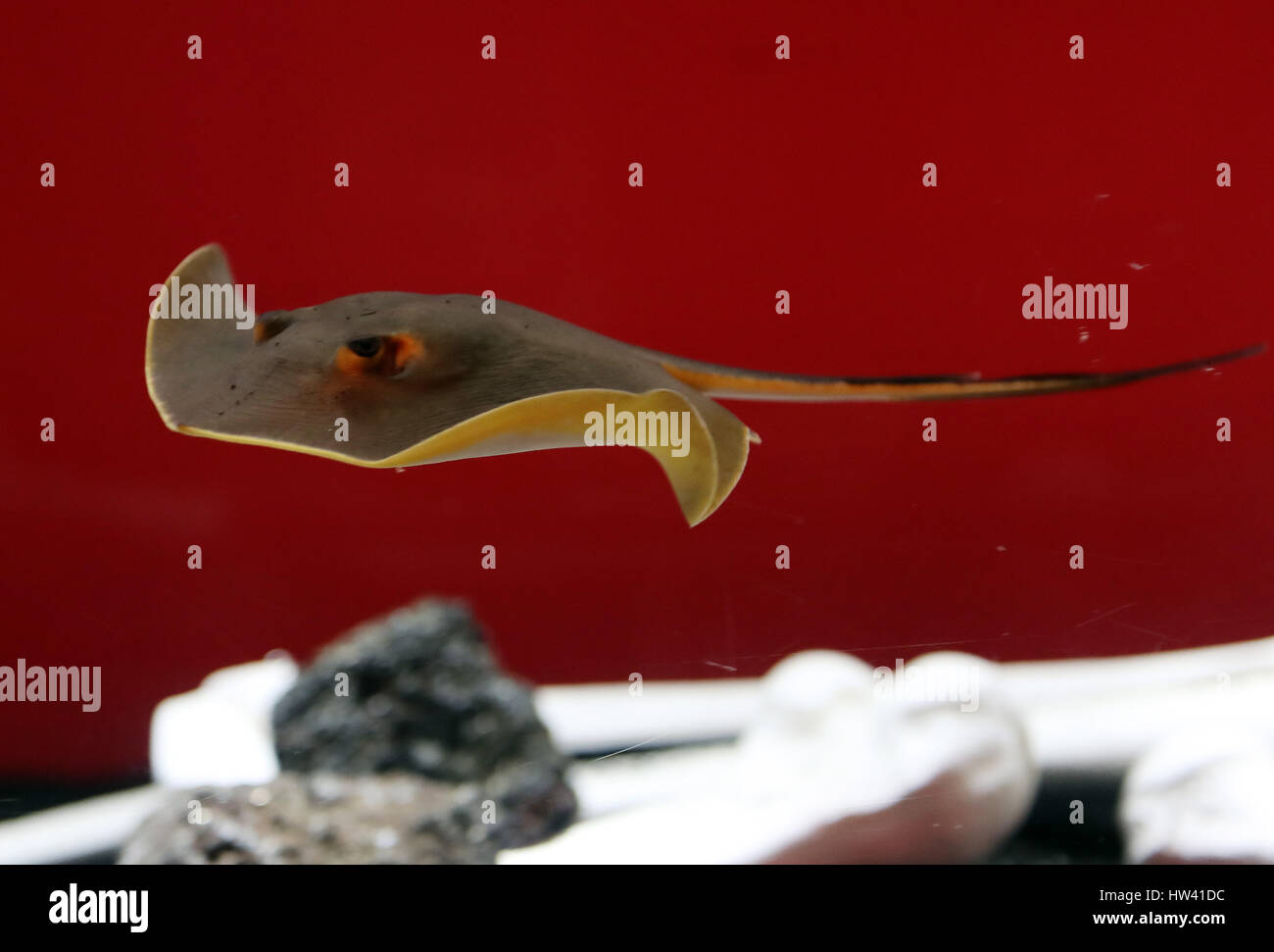 Tokyo, Japan. 16th Mar, 2017. A whip stingray is displayed in a fish ...