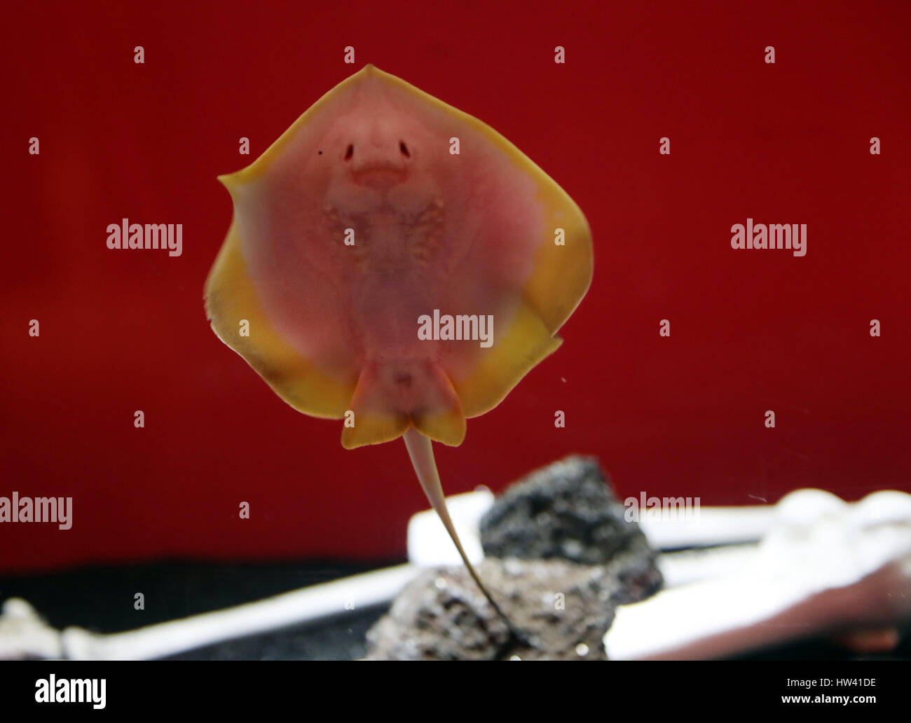 Tokyo, Japan. 16th Mar, 2017. A whip stingray is displayed in a fish ...