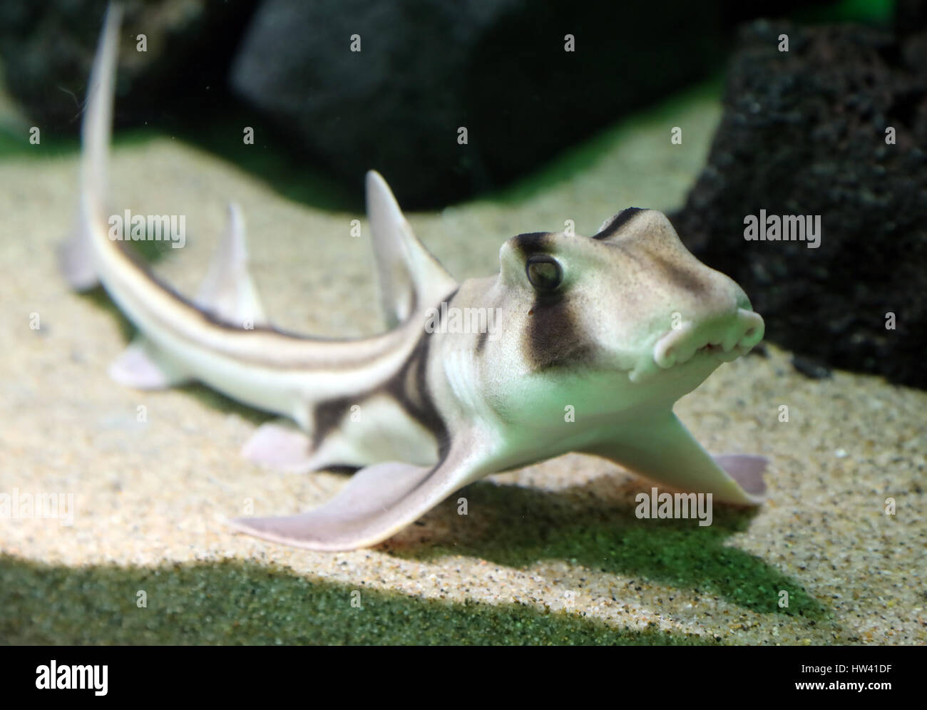 Tokyo, Japan. 16th Mar, 2017. A Port Jackson shark is displayed in a ...