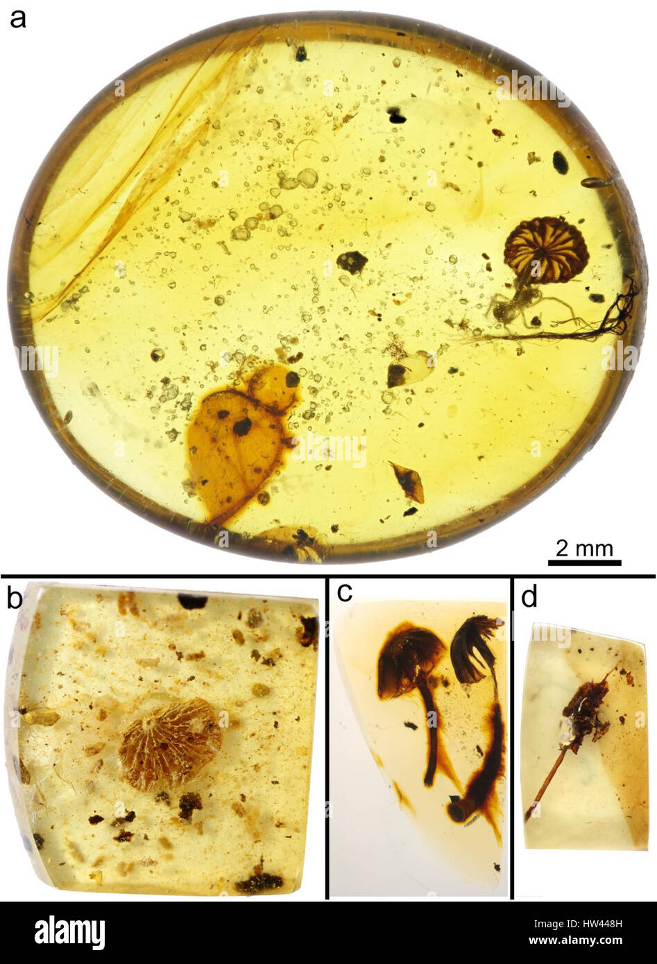Nanjing. 17th Mar, 2017. Photo provided on March 17, 2017 by the ...