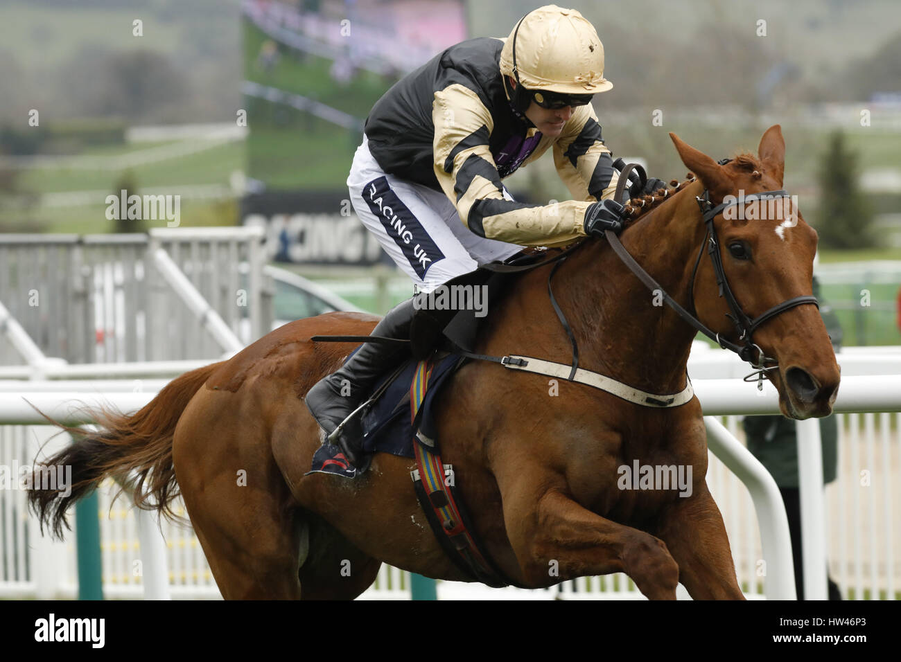 Golden miller cheltenham hi-res stock photography and images - Alamy