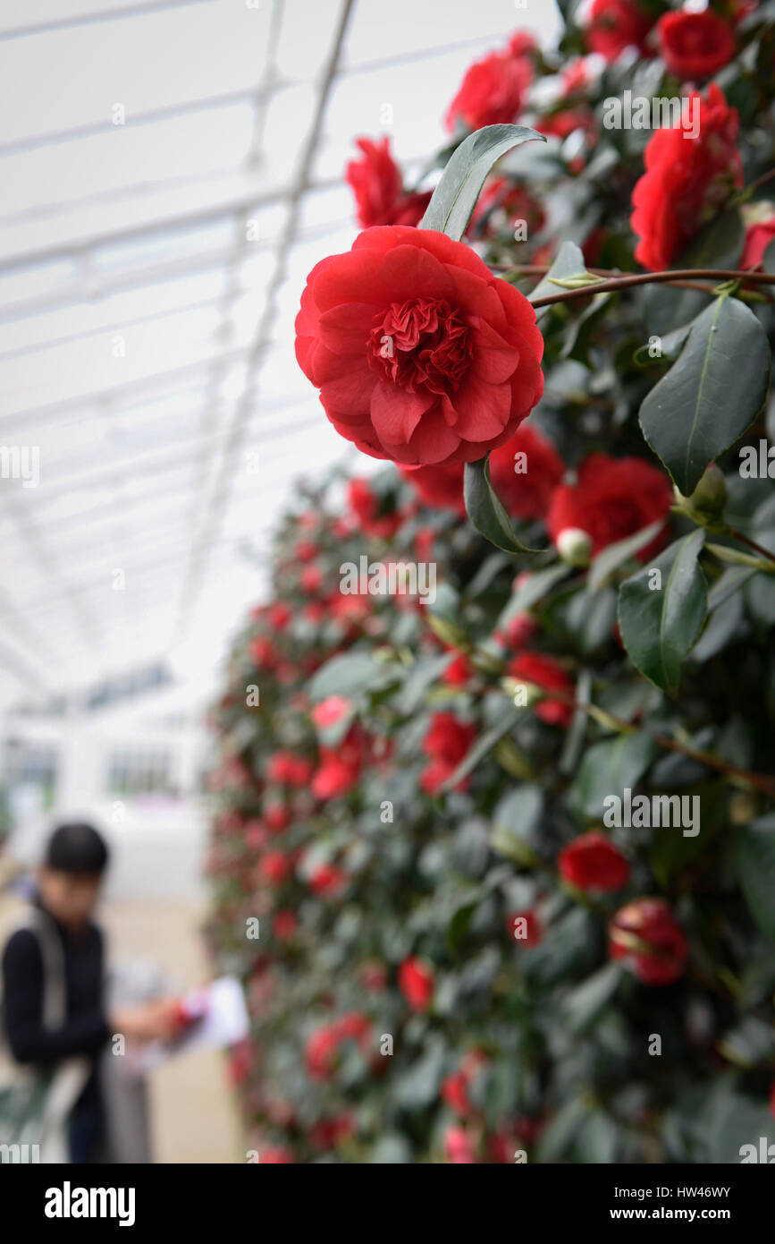 Middlemist’s red camellia hi-res stock photography and images - Alamy