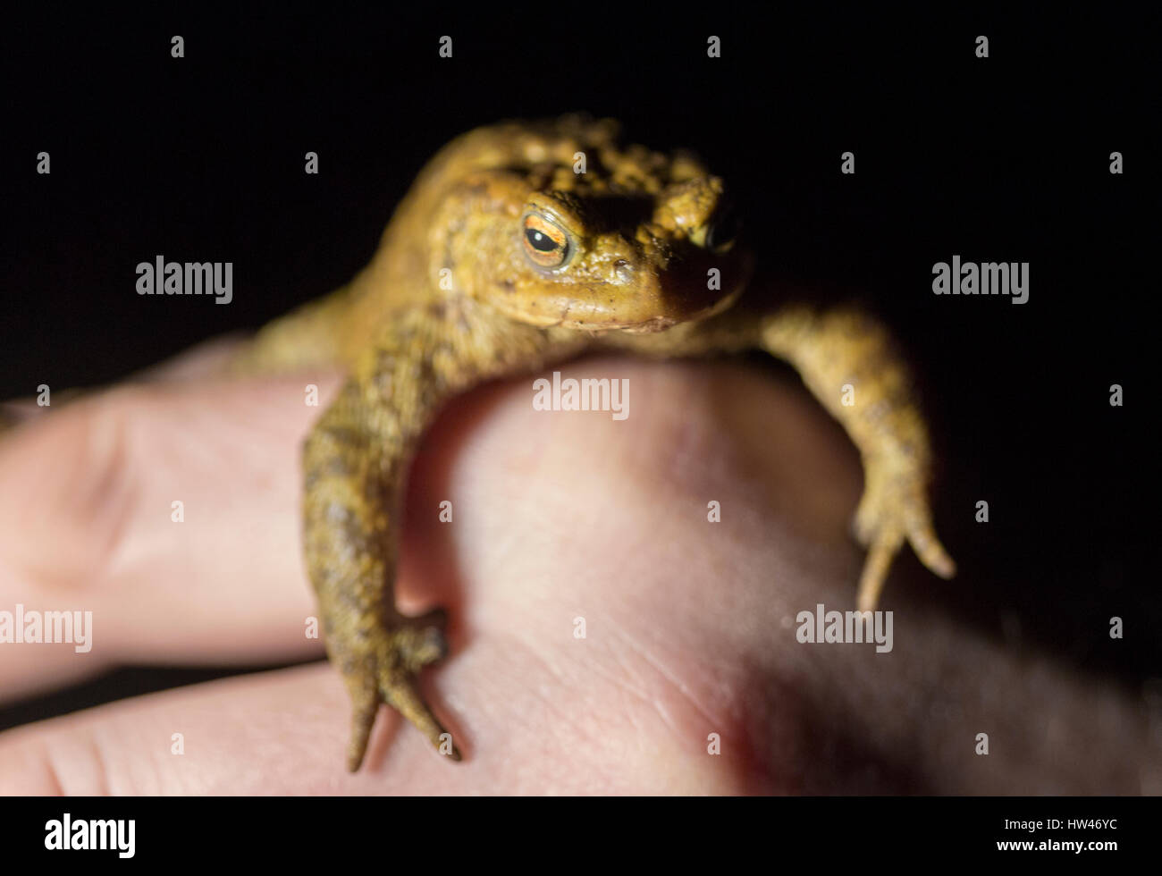 How to hold a toad hi-res stock photography and images - Alamy