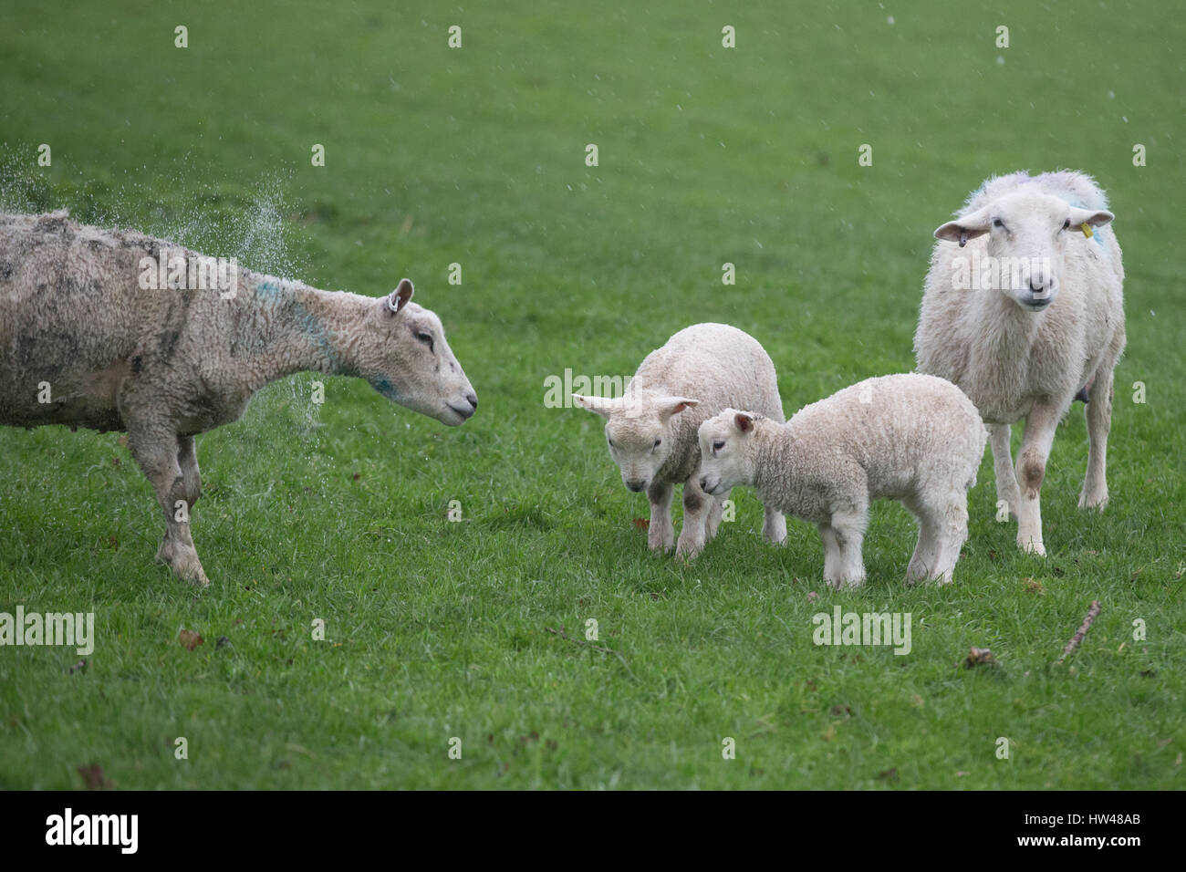 Sheep/lambs in the pouring rain Stock Photo - Alamy