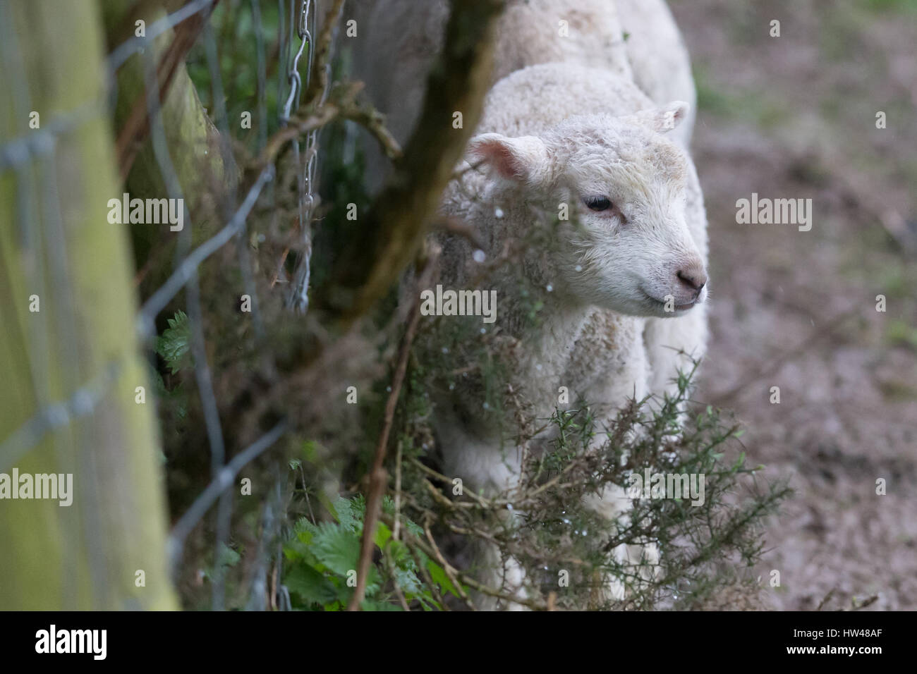 Sheep/lambs in the pouring rain Stock Photo - Alamy