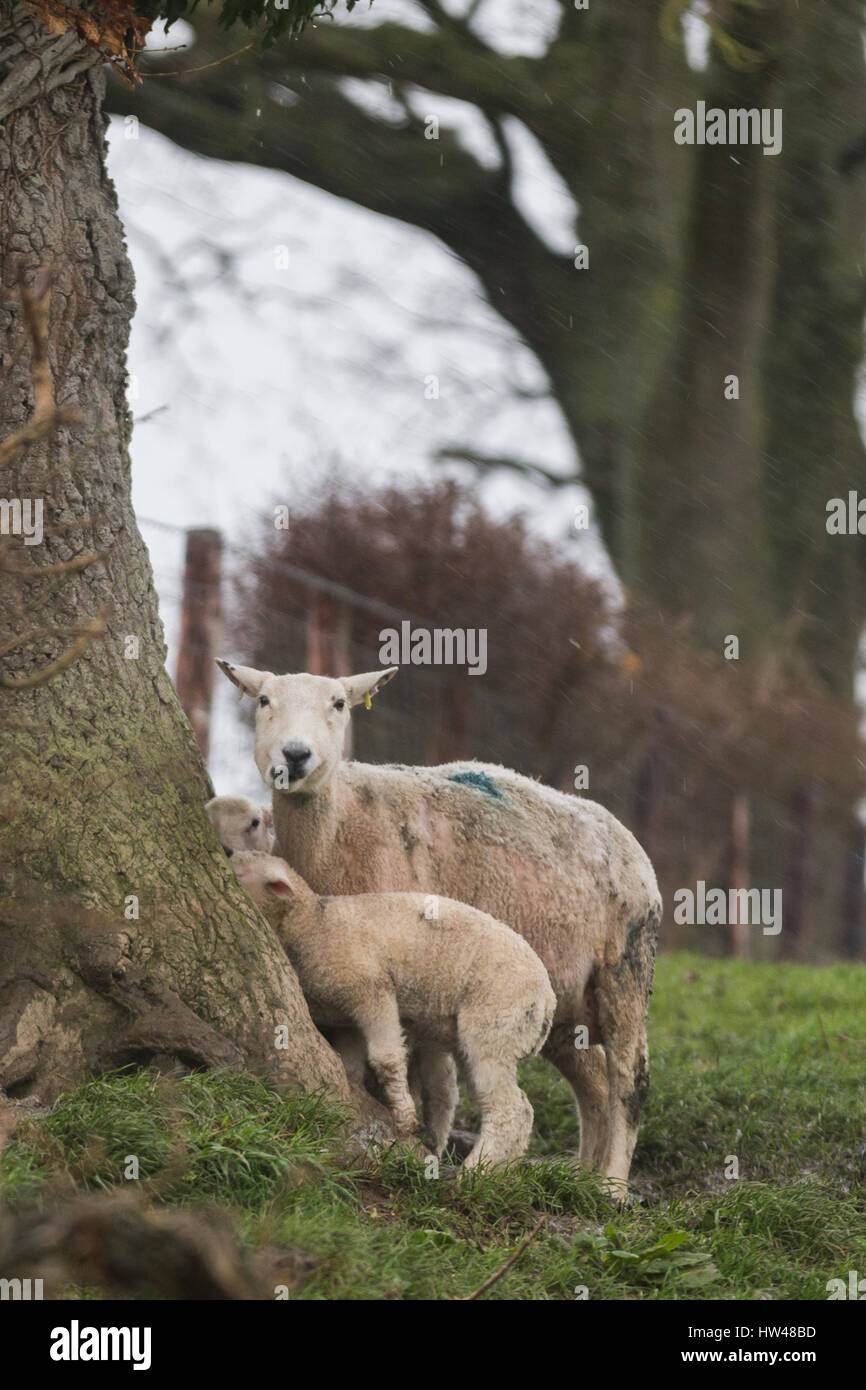 Sheep/lambs in the pouring rain Stock Photo - Alamy
