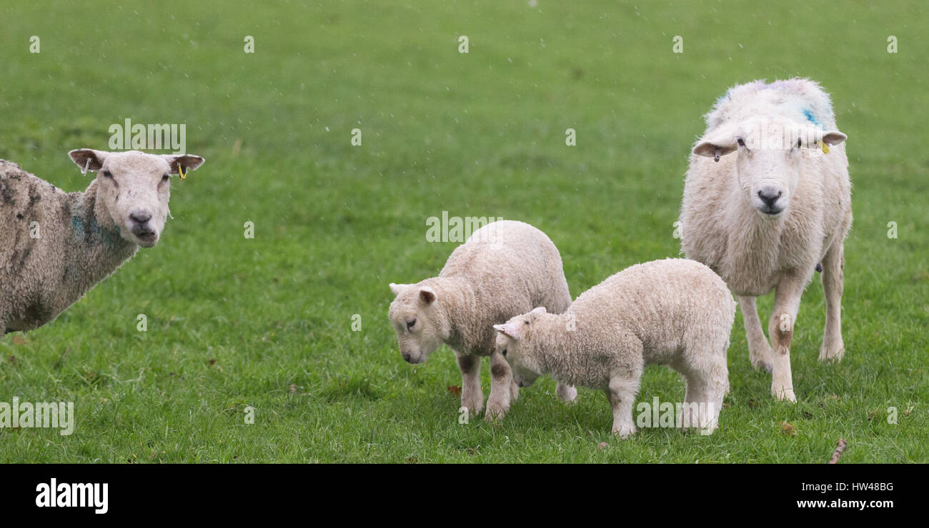 Sheep/lambs in the pouring rain Stock Photo - Alamy