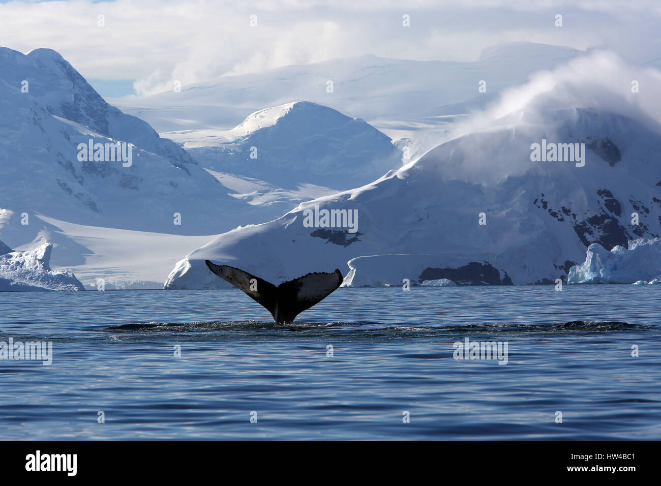 Wilhelmina Bay, Antarctic Peninsula, Antarctica. 23rd Jan, 2017. The ...