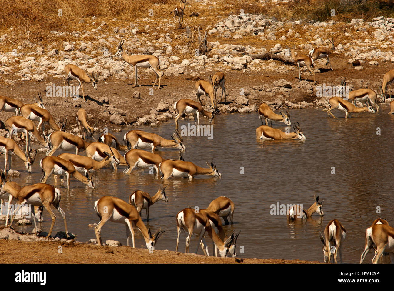 Namibia wildlife herd springboks hi-res stock photography and images ...