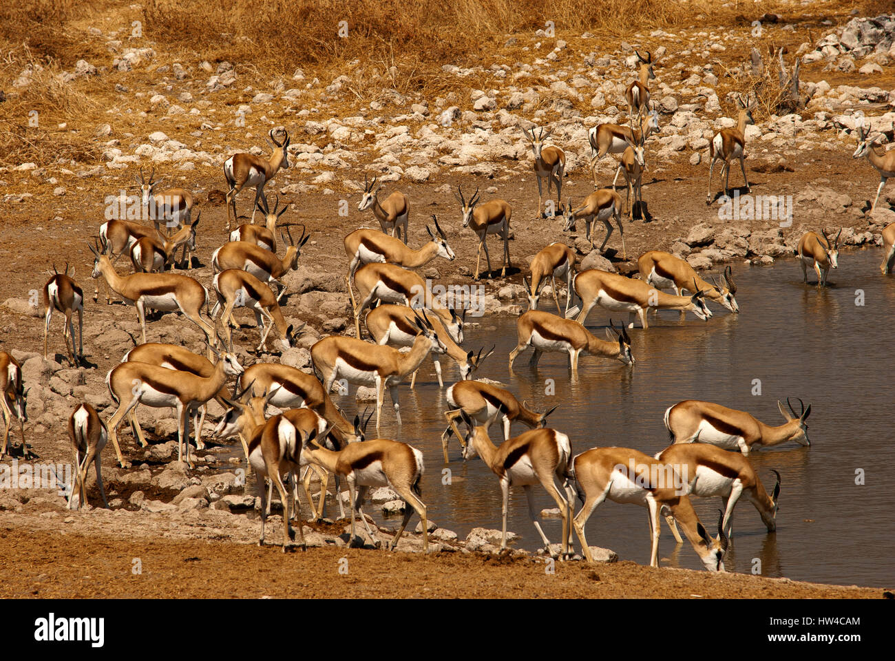 Springboks herd drinking at Okaukuejo waterhole in the heat of the day ...