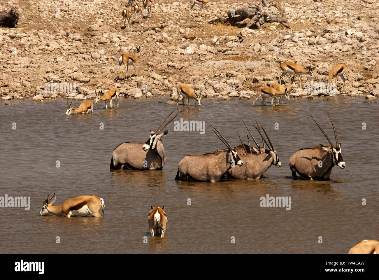 Gemsbok drinking at Okaukuejo waterhole in the heat of the day, Etosha ...