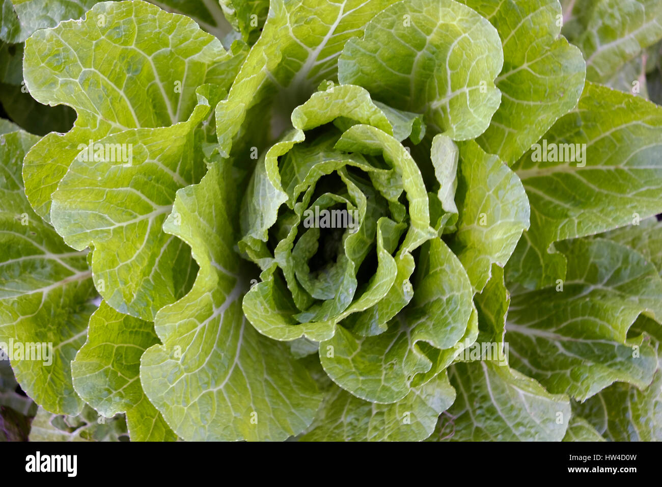 Horizontal lettuce hi-res stock photography and images - Alamy