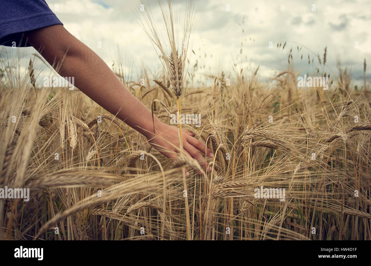 Arm of Caucasian boy in field of wheat Stock Photo - Alamy