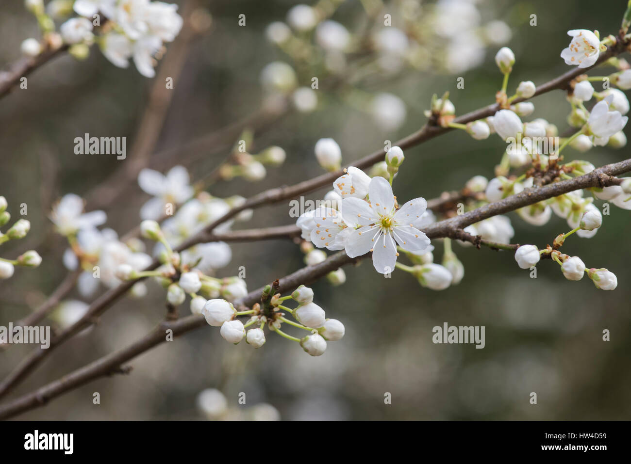 Wild plum flower hi-res stock photography and images - Alamy
