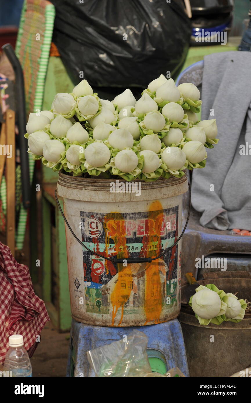 Lotus flowers for sale on the riverside during Chinese New Year, Phnom ...