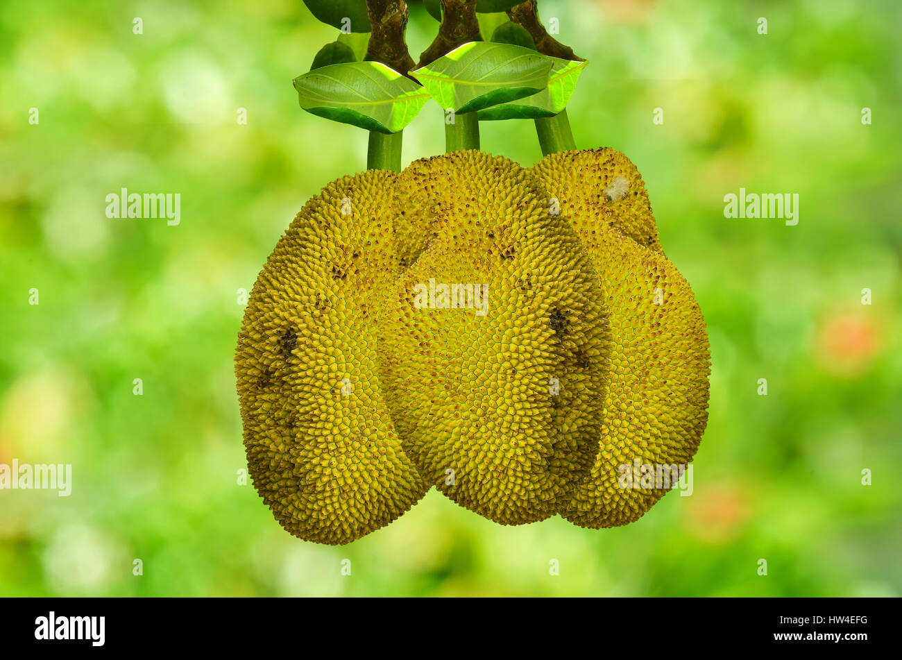 Jackfruit isolate on green nature background Stock Photo - Alamy