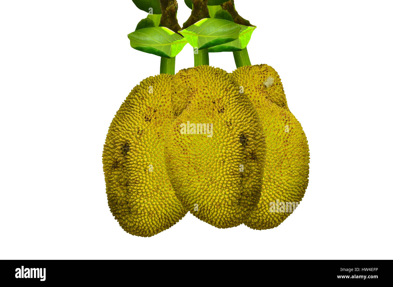 Jackfruit isolate on white background Stock Photo - Alamy