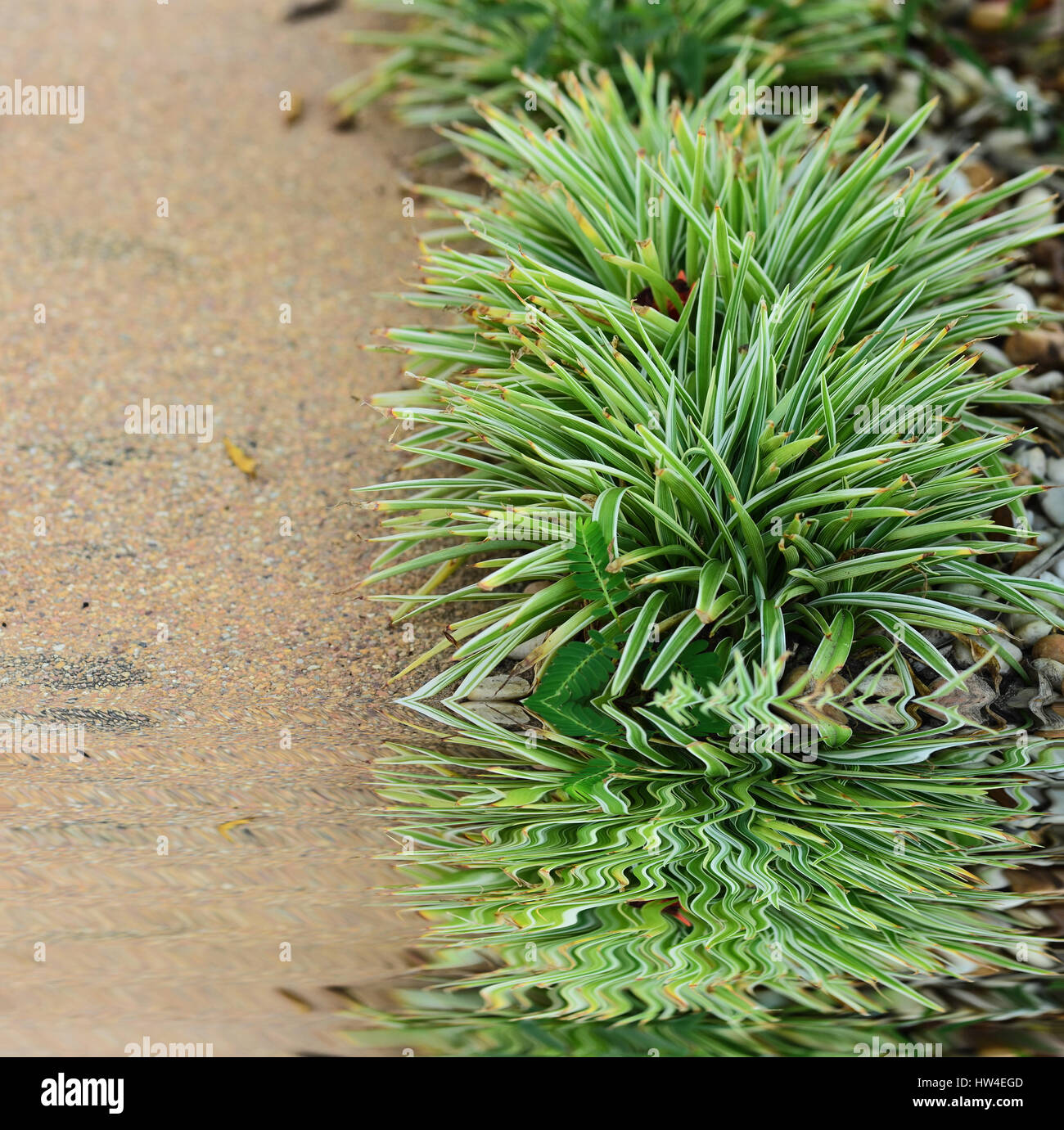Spider Plant with Green and white slender leaf with reflect in water ...