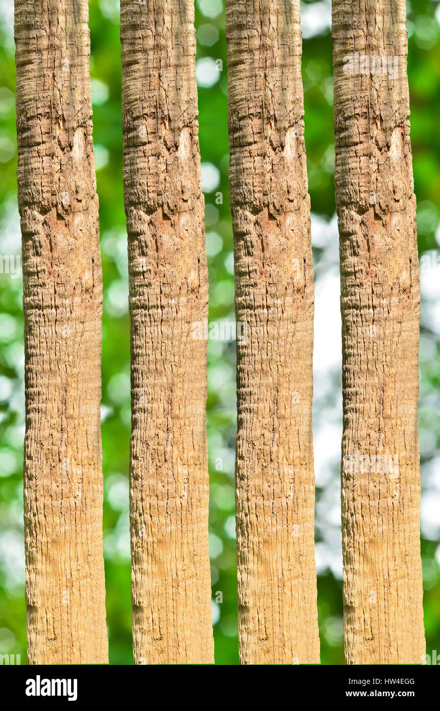 Hard Plant Stem Bark