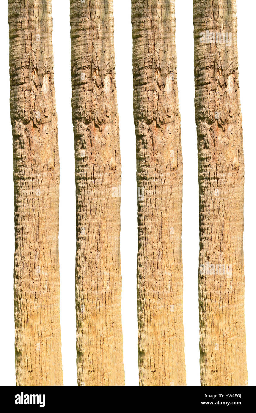 Thick tree trunk closeup on white background Stock Photo - Alamy