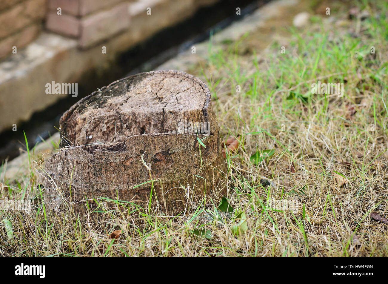 Tree stump in Nature Stock Photo - Alamy