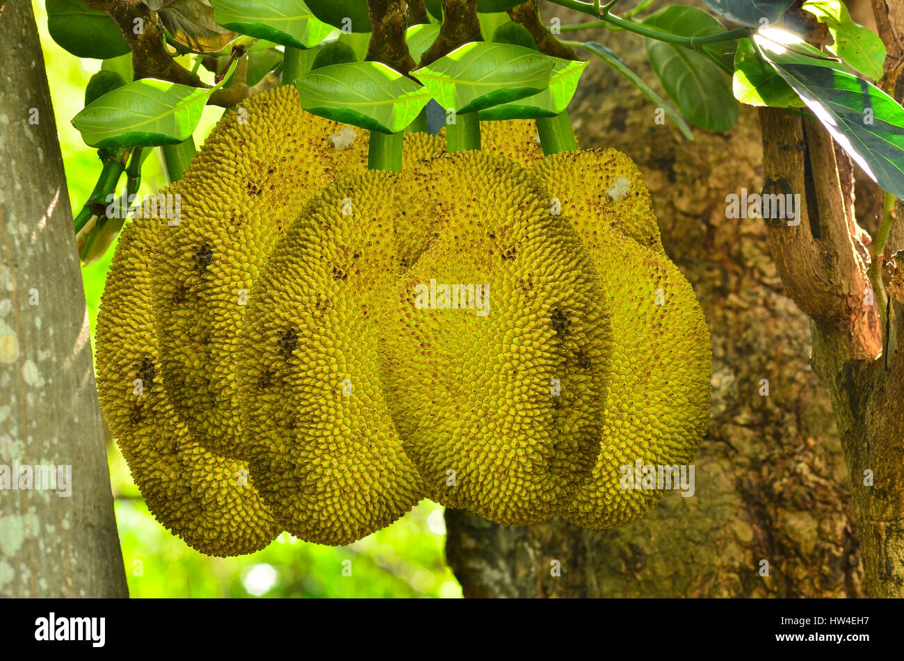 Green jack fruit flower hi-res stock photography and images - Alamy