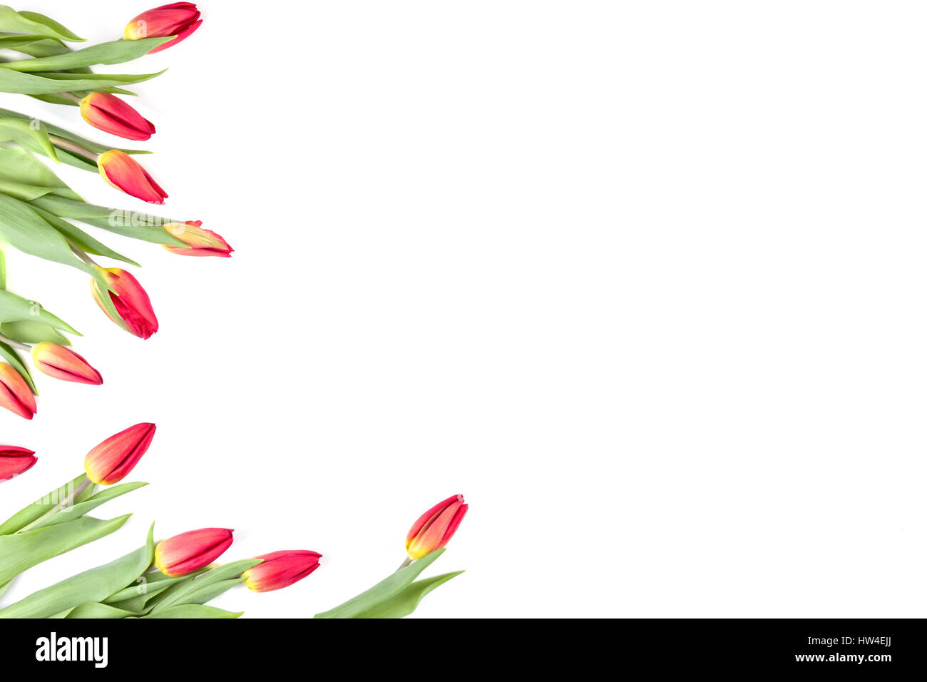 Tulip flowers forming an border frame on white background with copy ...