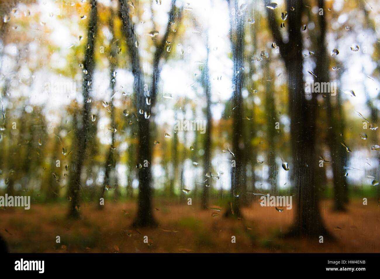 Woodland veiwed through window Stock Photo - Alamy