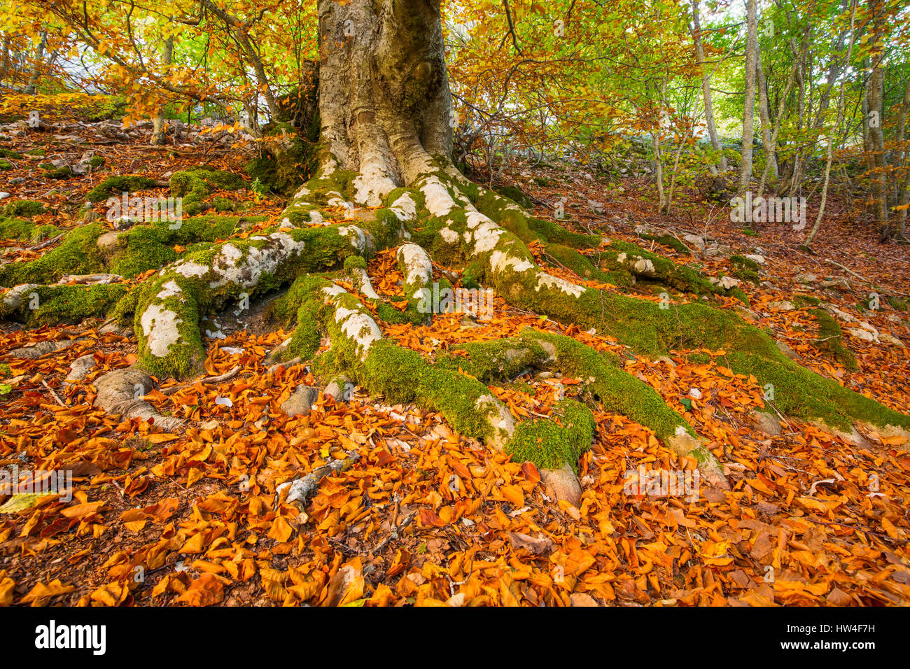 Nature landscape, autumn colors beech forest. Las Merindades County ...