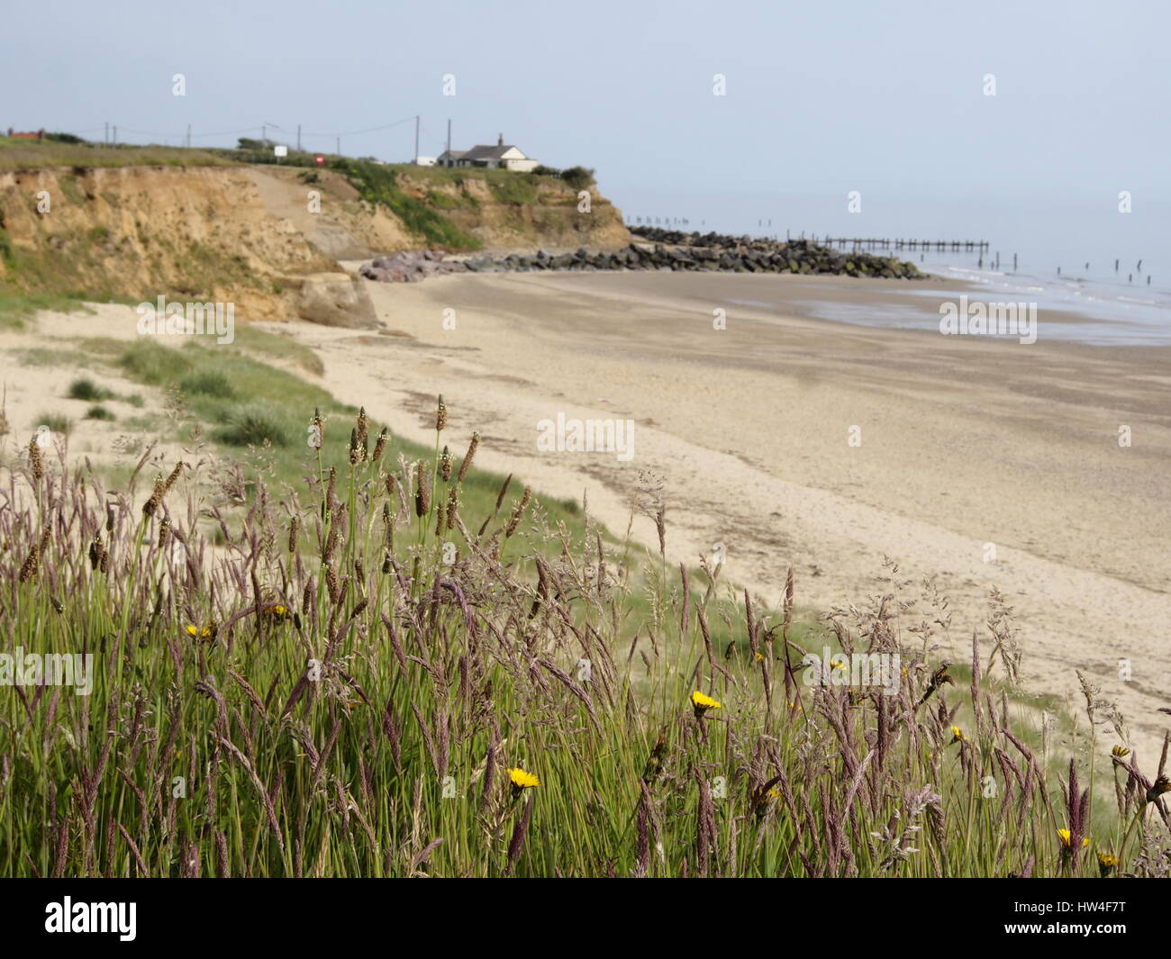 VIEW OF RETREATING COASTLINE CAUSED BY COASTAL EROSION, AT HAPPISBURGH ...