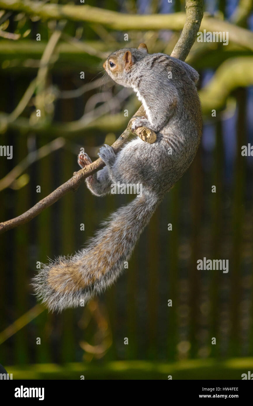Grey squirrel balancing on tree branch in suburban garden, London, UK ...