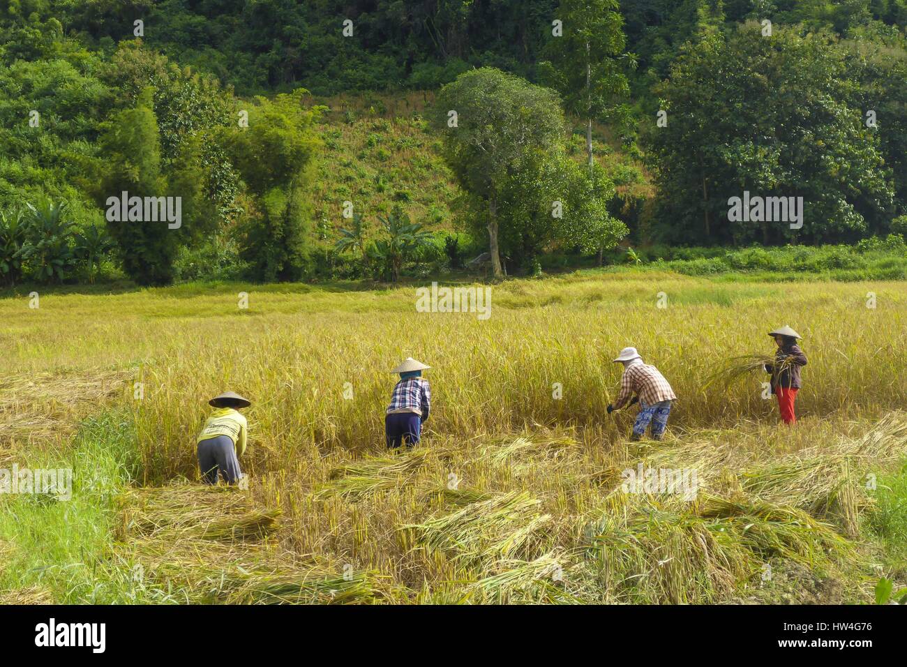 Hmong village and rice field and laos hi-res stock photography and ...