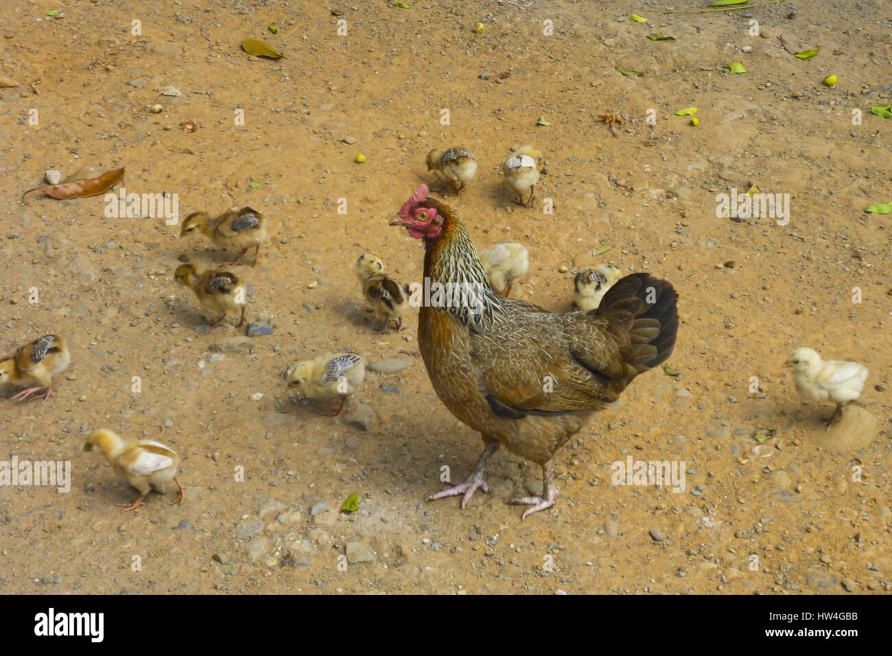 Laos Hmong village February 2017 chicken | usage worldwide Stock Photo ...