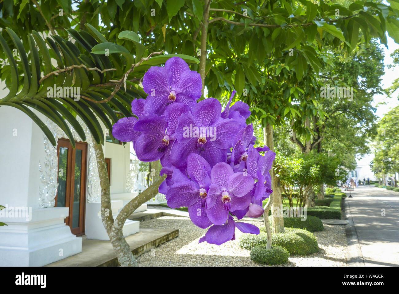 Thailand Golden Triangle Wat Rong Khun February 2017 flower | usage ...