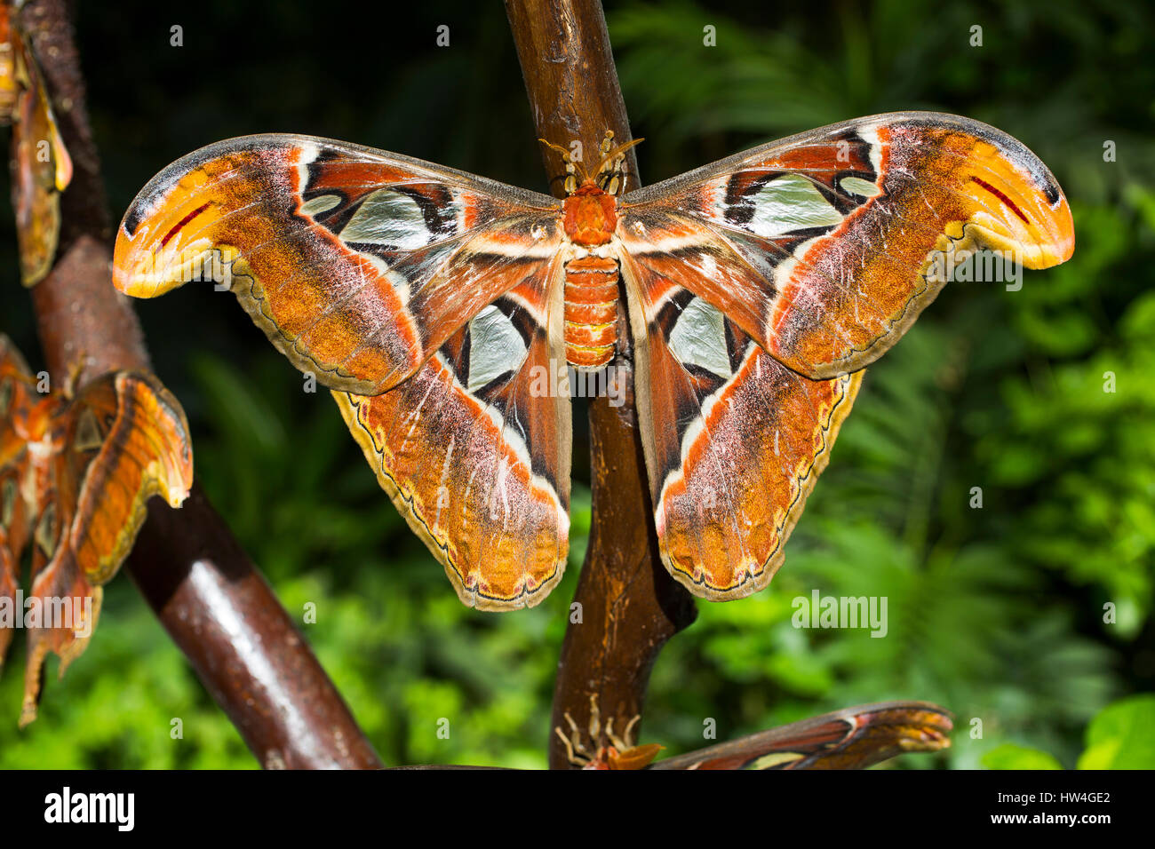 Attacus atlas. Benalmadena Butterfly Park, Costa del Sol, Malaga, Spain ...