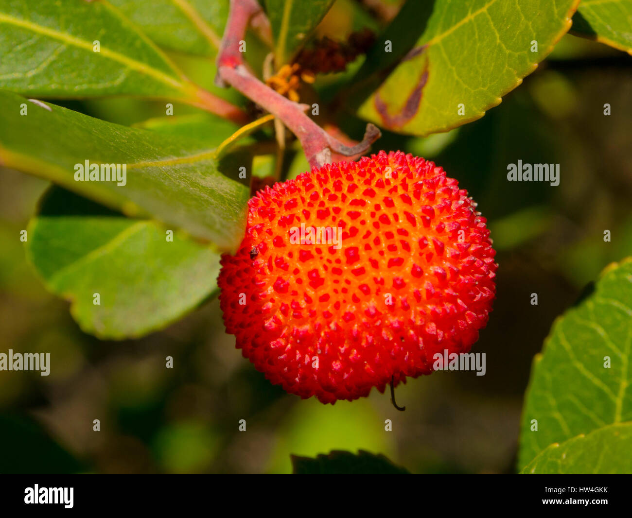 Madroño, Strawberry Tree Arbutus unedo. Sierra Blanca forest near ...