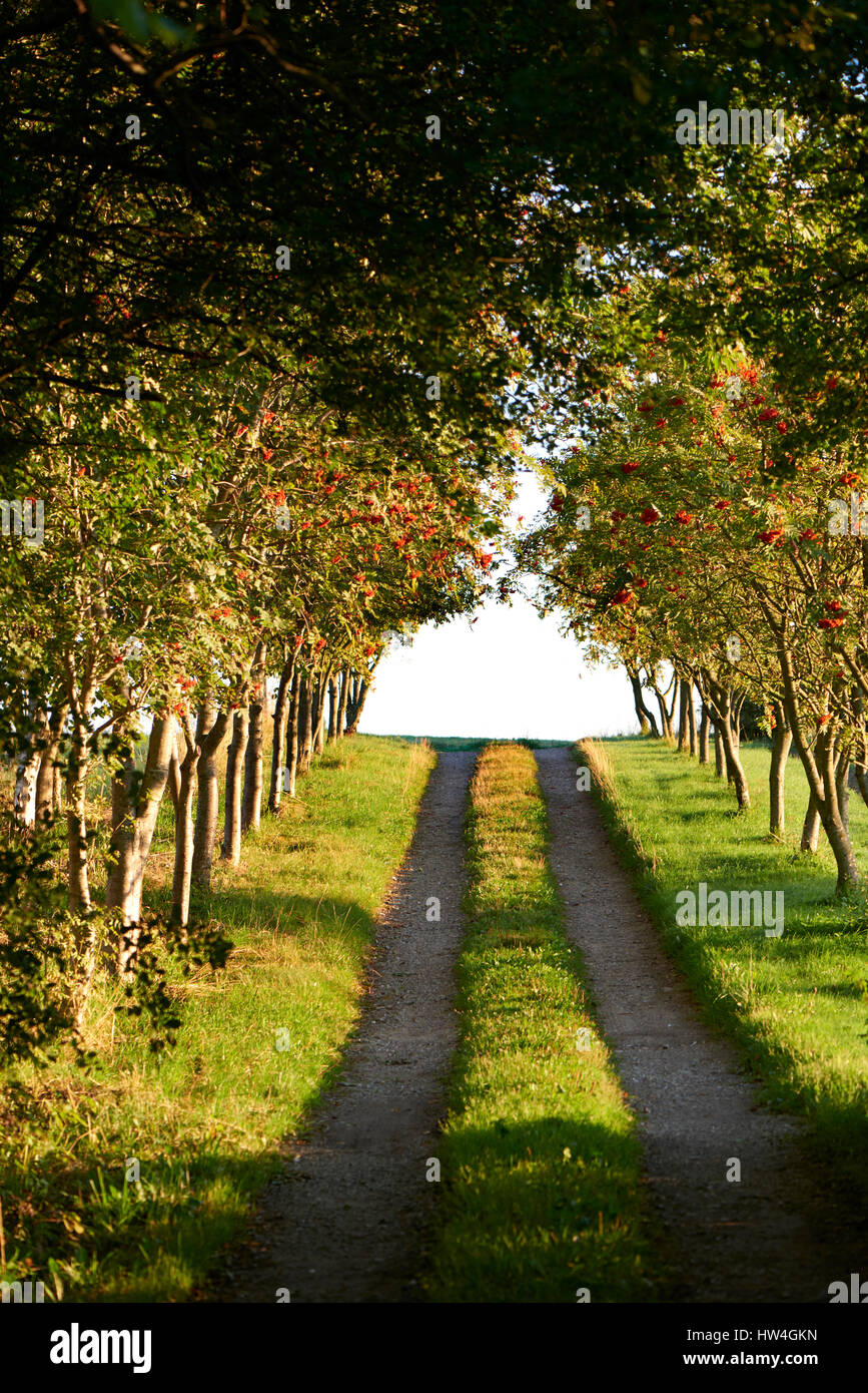 Tree lined track hi-res stock photography and images - Alamy
