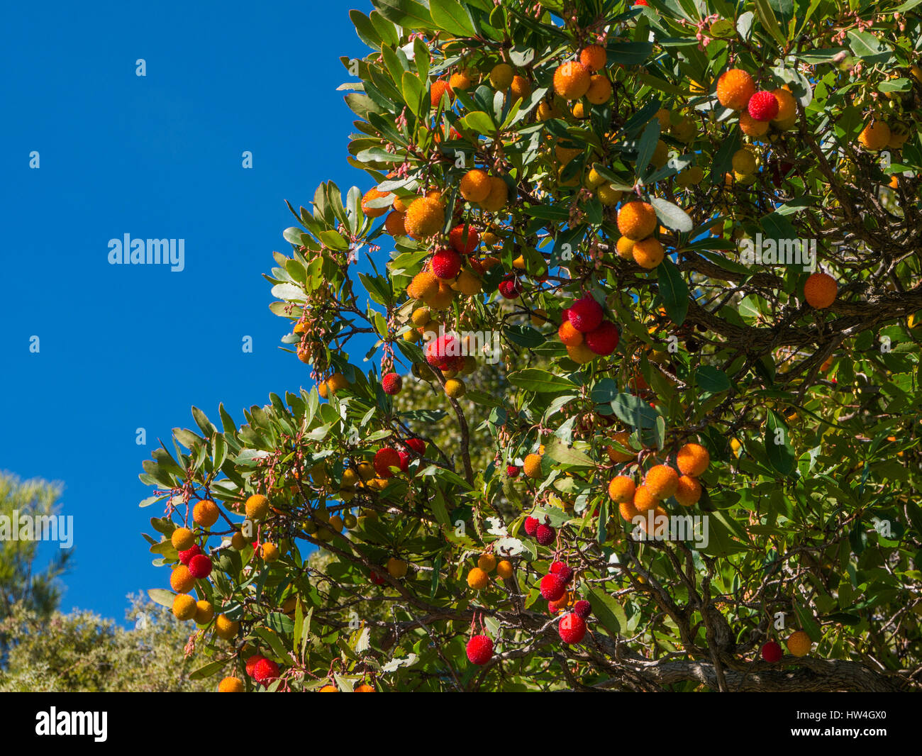 Madroño, Strawberry Tree Arbutus unedo. Sierra Blanca forest near ...