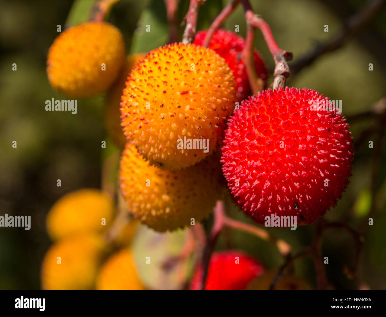 Madroño, Strawberry Tree Arbutus unedo. Sierra Blanca forest near ...