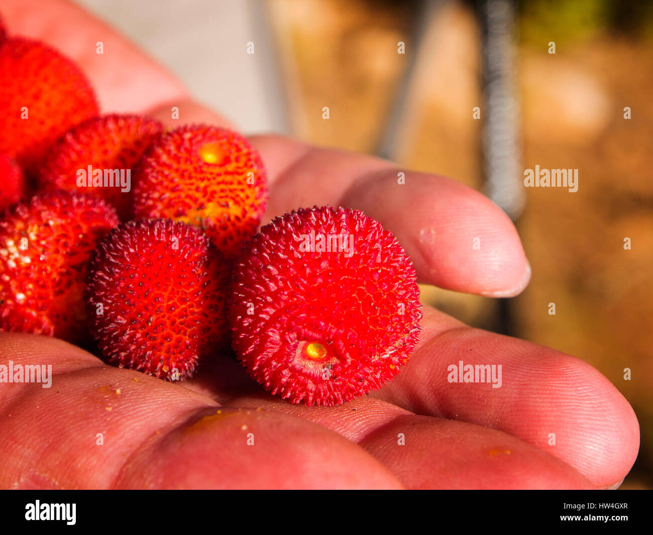 Madroño, Strawberry Tree Arbutus unedo. Sierra Blanca forest near ...