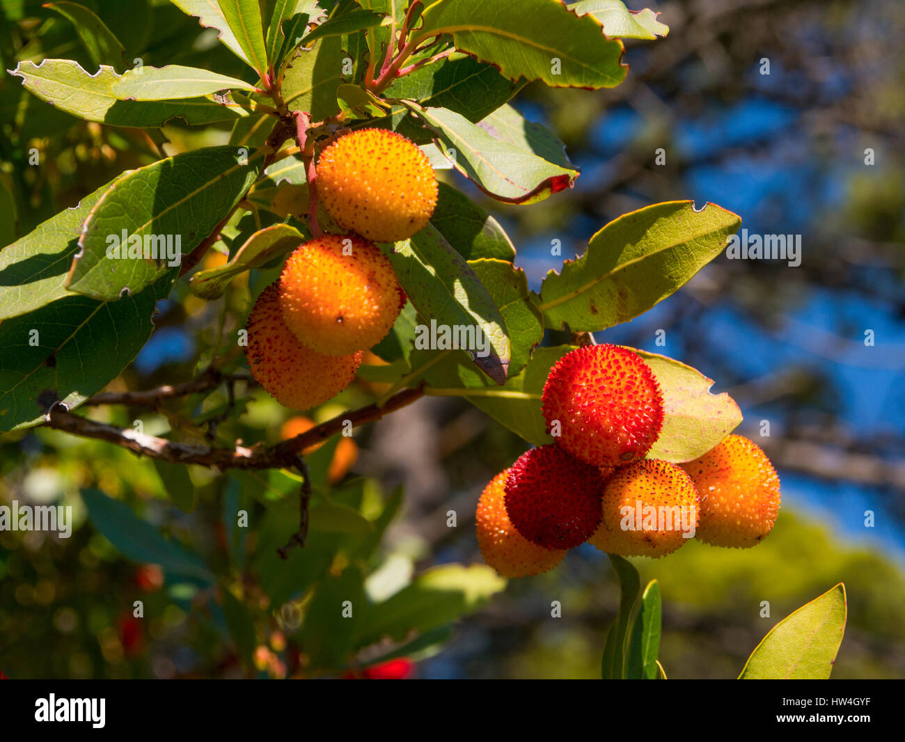 Madroño, Strawberry Tree Arbutus unedo. Sierra Blanca forest near ...
