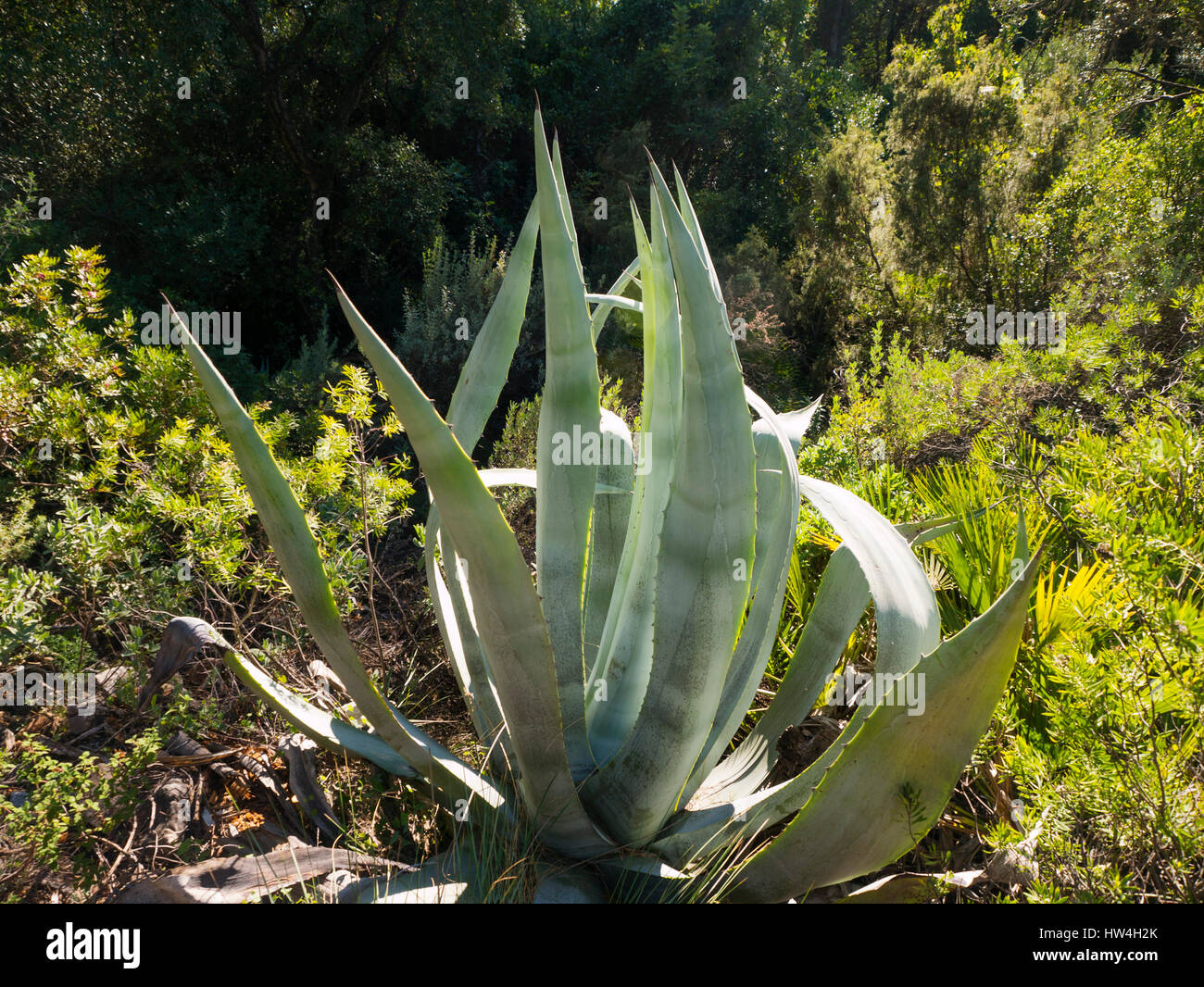 American Aloe High Resolution Stock Photography and Images - Alamy