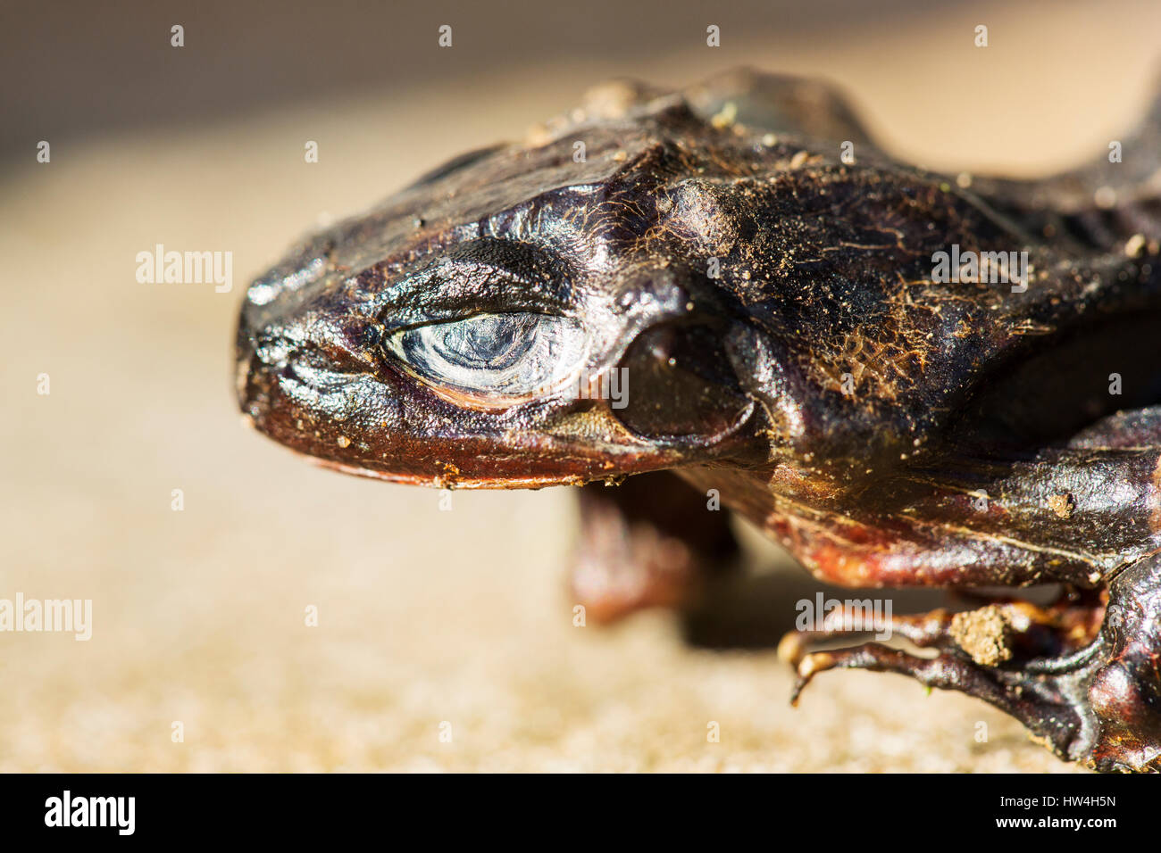 A dead Common Frog in Ambleside, UK Stock Photo - Alamy