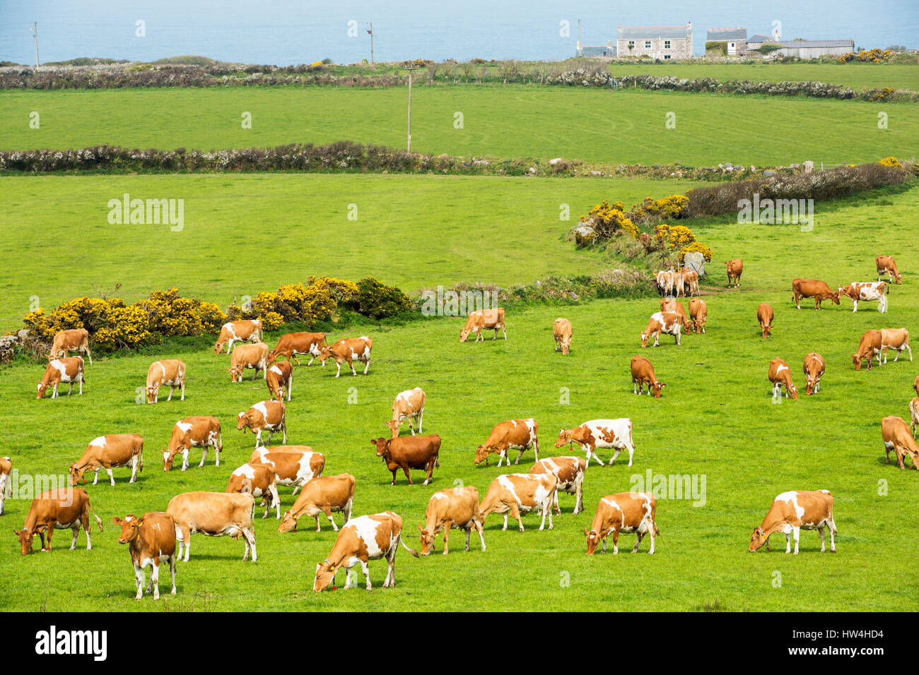 Dairy cattle on a farm near St Just, Cornwall, UK Stock Photo - Alamy
