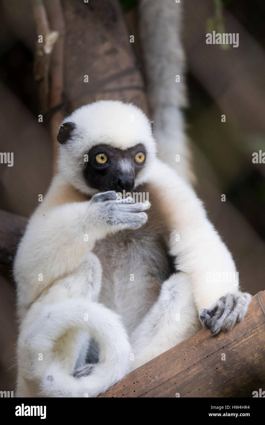 Madagascar, Nosy Be (Big Island) off the northwest coast of mainland ...