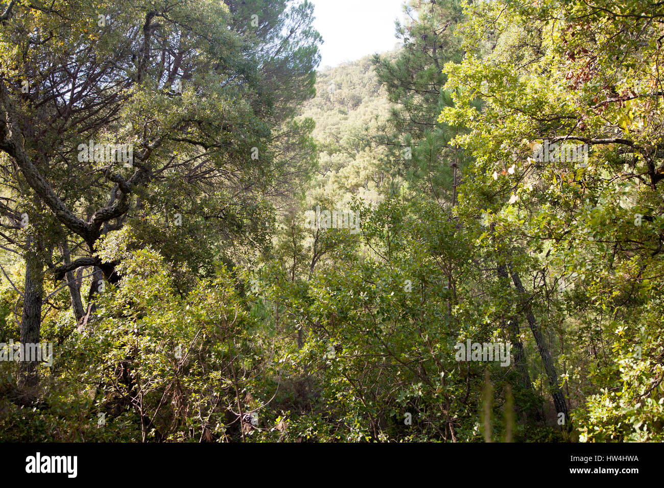 Woodland trees Sierra Morena mountains, Sierra de Aracena, Huelva ...