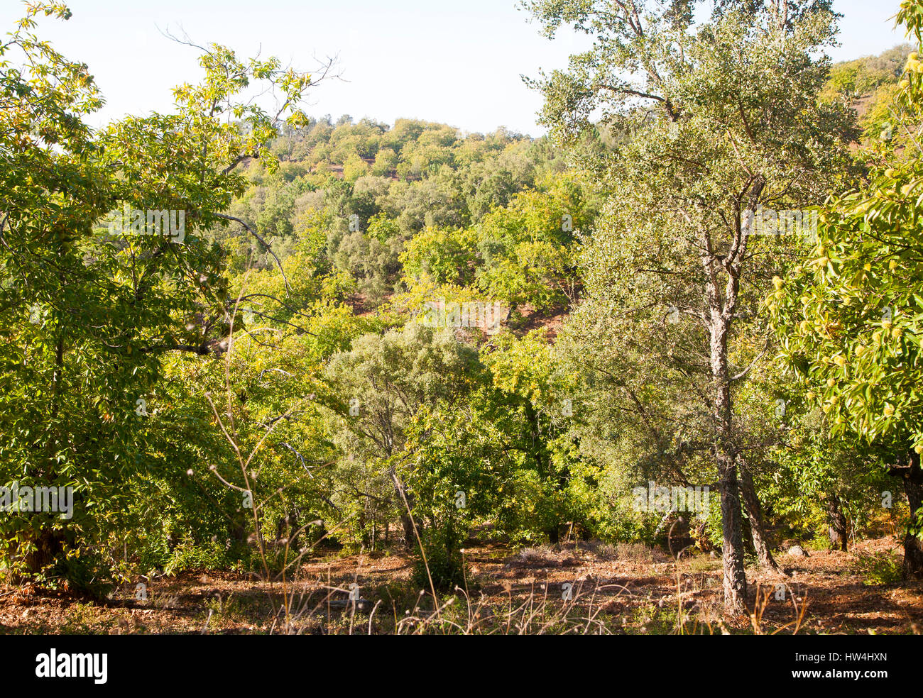 Sweet chestnut trees hi-res stock photography and images - Alamy