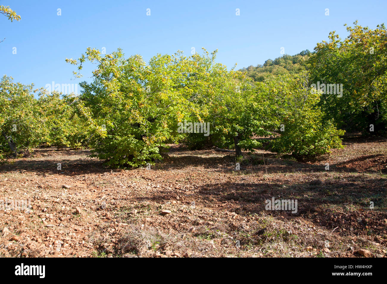 Sweet chestnut trees hi-res stock photography and images - Alamy