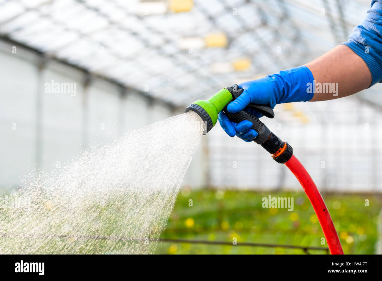 Hand watering flowers in the greenhouse Stock Photo - Alamy