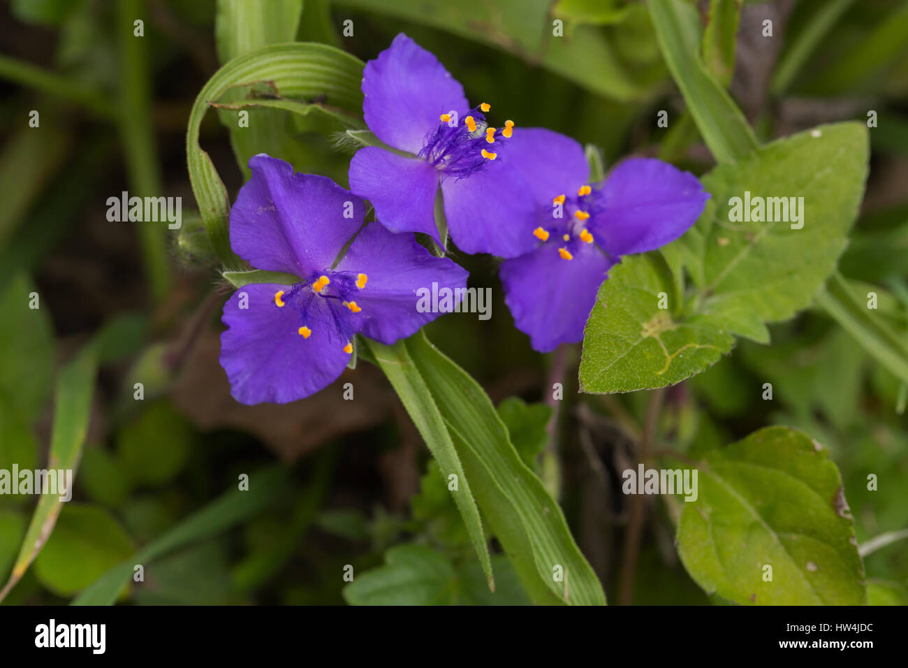 Prairie Spiderwort (Tradescantia occidentalis), Mission Concepcion, San ...